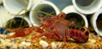 Dangerous lung worms found in people who eat | EurekAlert!