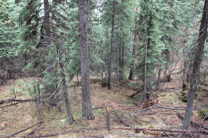 Eastern Oregon forest restoration efforts ham | EurekAlert!