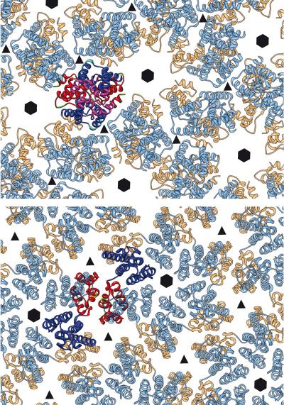 Shape-Shifting Virus Shell (1 [IMAGE] | EurekAlert! Science News Releases
