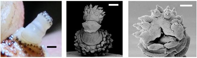 Papillae Structure [IMAGE] | EurekAlert! Science News Releases