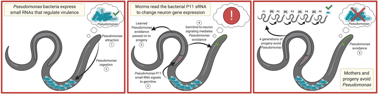 How Pseudomonus avoidance is e [IMAGE] | EurekAlert! Science News Releases