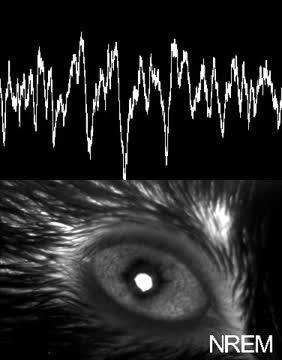 First look at pupil size in sleeping mice yie | EurekAlert!