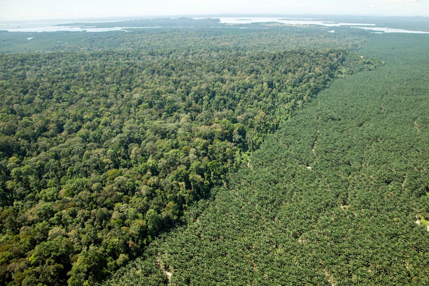 A Line in the Forest [IMAGE] | EurekAlert! Science News Releases