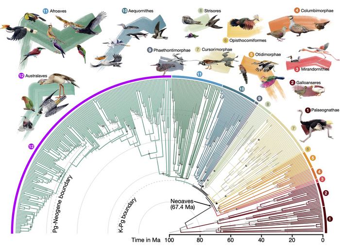 Divergence times for 363 bird [IMAGE] | EurekAlert! Science News Releases