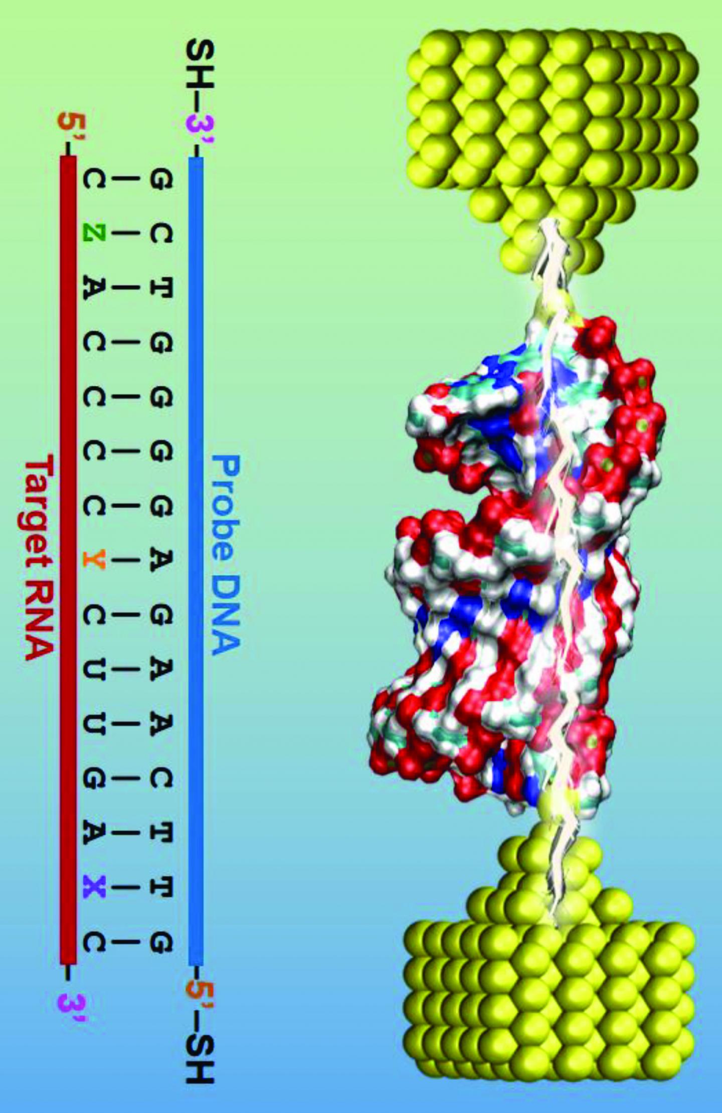 Detecting E. coli strains using molecular ele | EurekAlert!