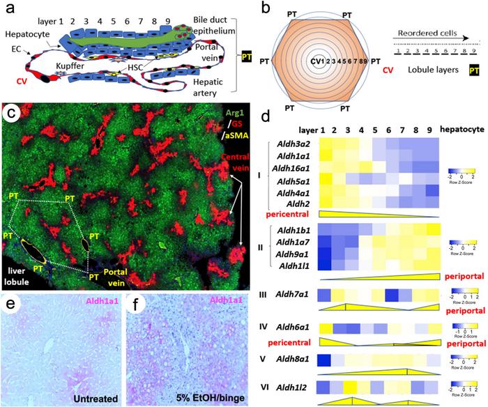 Acetaldehyde dehydrogenases in liver zonation | EurekAlert!