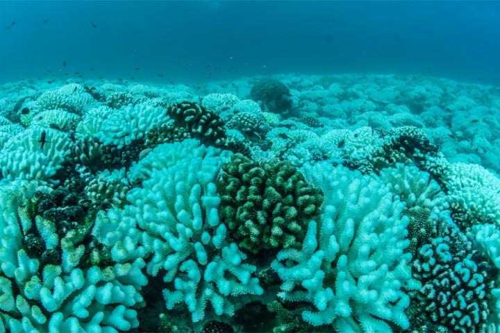 Bleached coral [IMAGE] | EurekAlert! Science News Releases