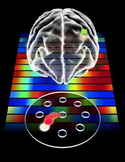 Motor Memory [IMAGE] | EurekAlert! Science News Releases
