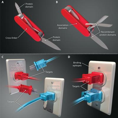 Engineered Proteins Pull Doubl [IMAGE] | EurekAlert! Science News Releases