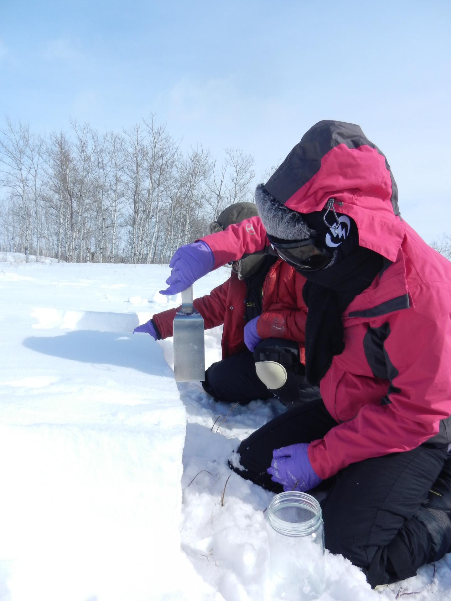 Sampling Snow [IMAGE] | EurekAlert! Science News Releases