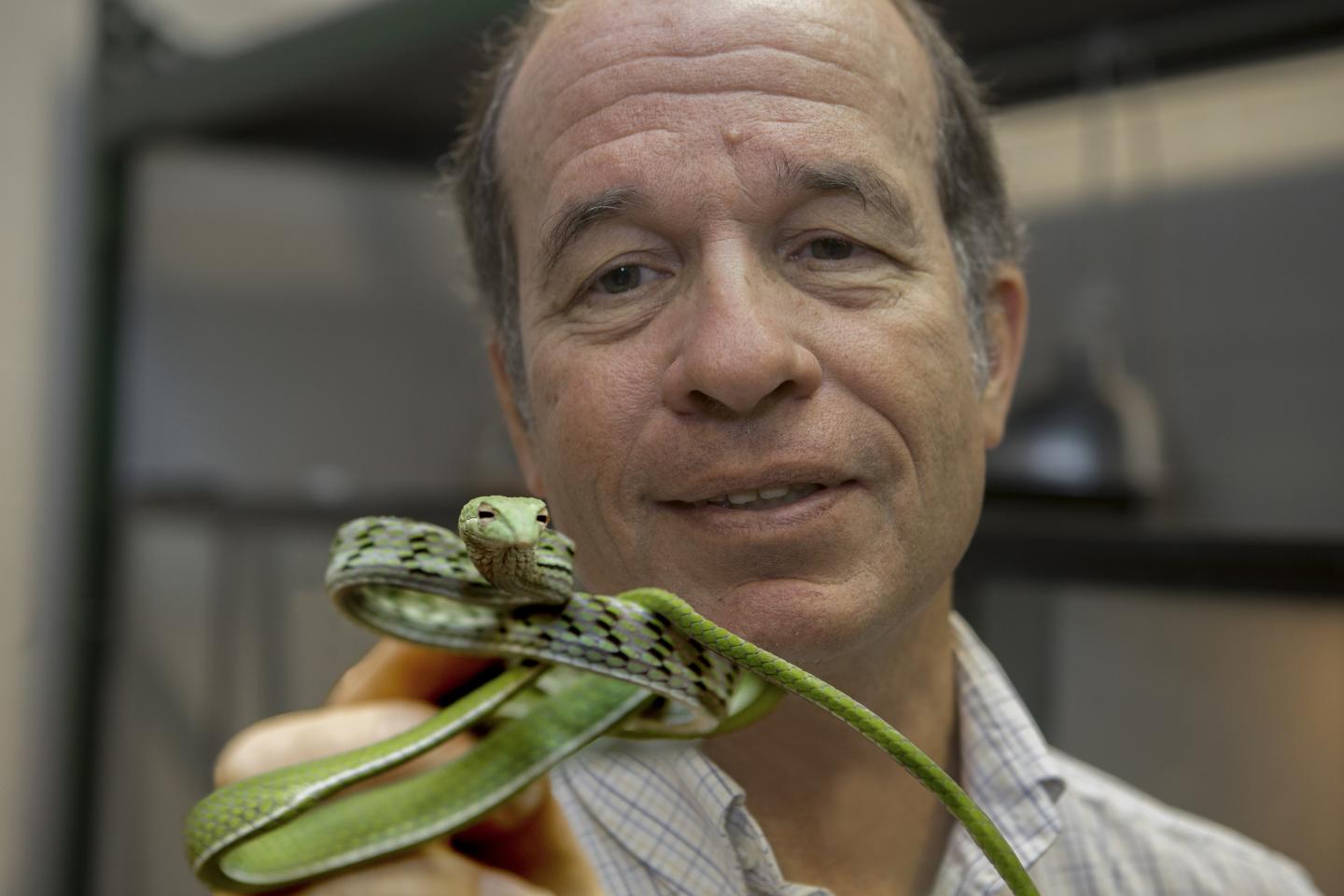 Expert unlocks mechanics of how snakes move i | EurekAlert!