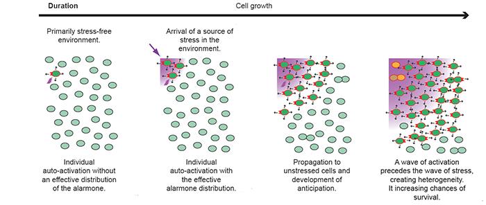 Discovery of a new defence mec [IMAGE] | EurekAlert! Science News Releases