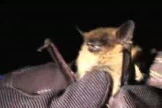 How bats stay on target despite the clutter | EurekAlert!