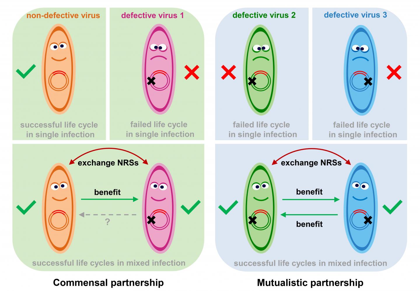 Genetic 'fossils' reveal long-term viral part | EurekAlert!