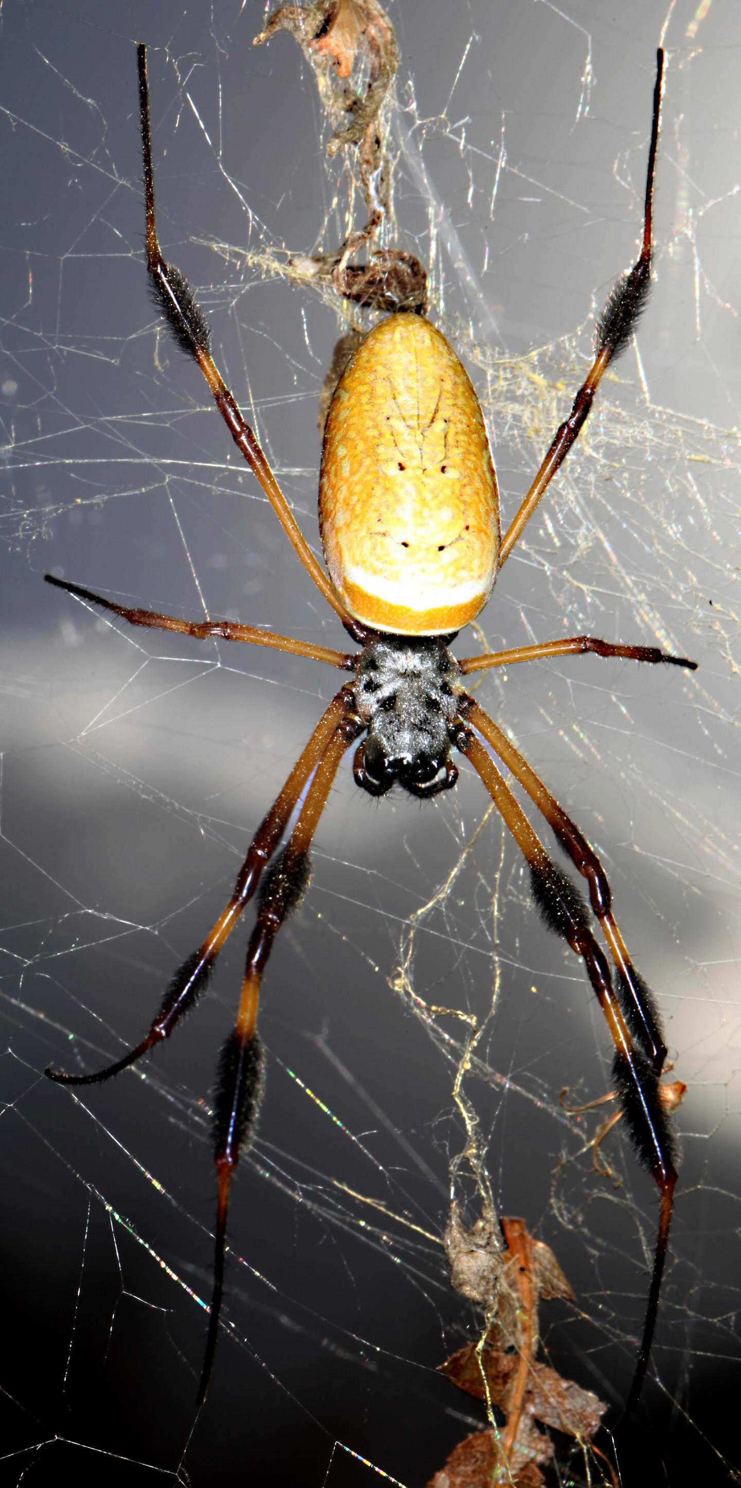 Penn scientists illuminate genetics underlyin | EurekAlert!