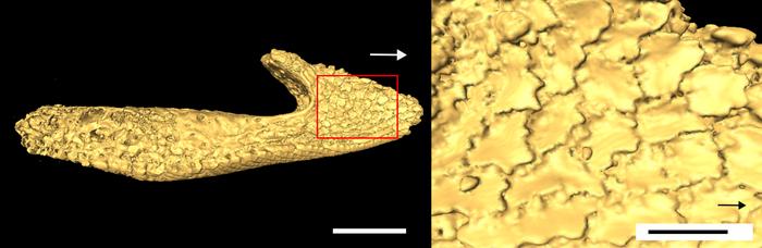Feeding mode of ancient vertebrate tested for | EurekAlert!