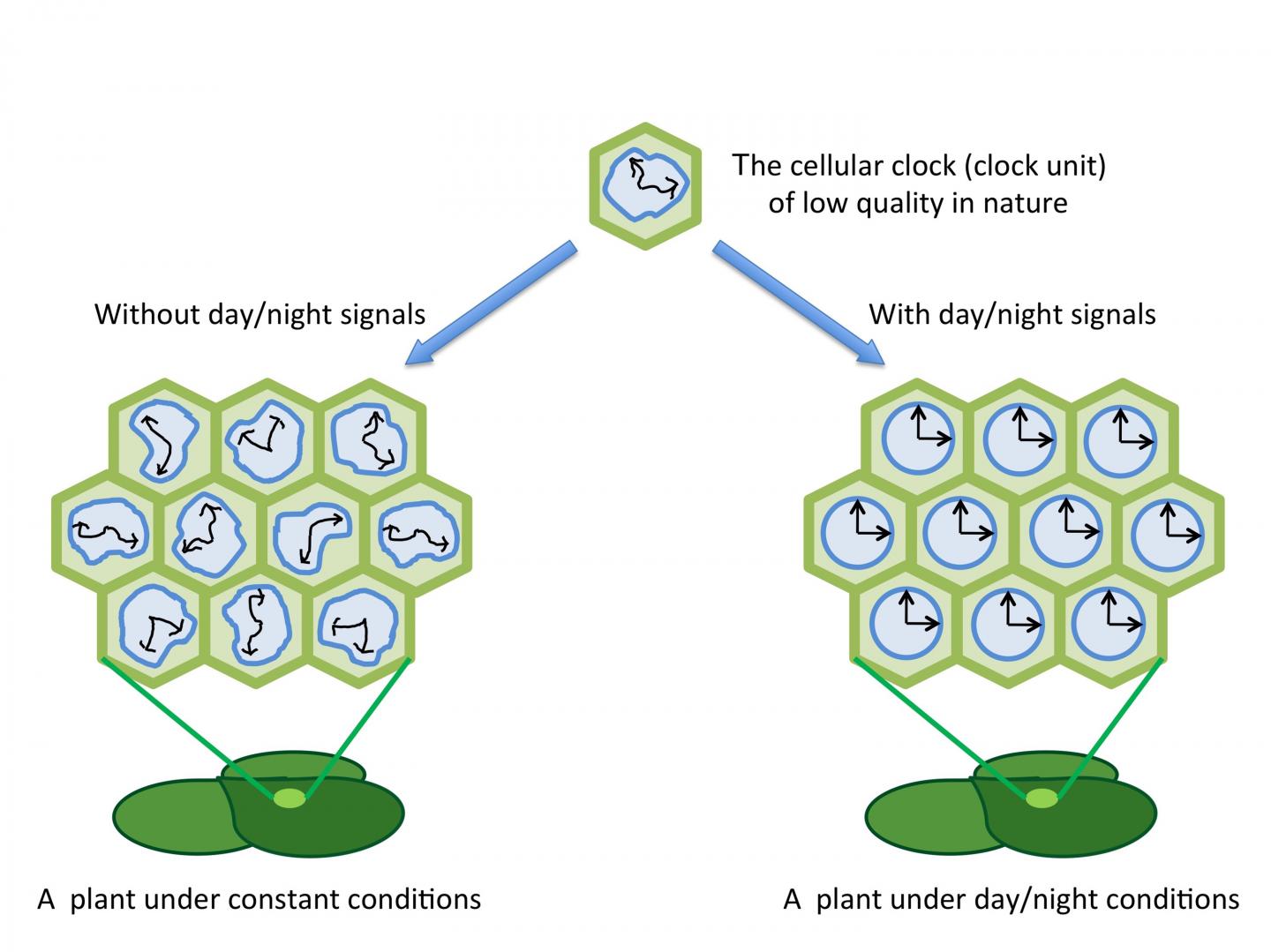 Heterogeneity of cellular circadian clocks in | EurekAlert!