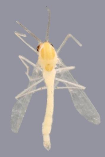 Tanytarsus heberti [IMAGE] | EurekAlert! Science News Releases