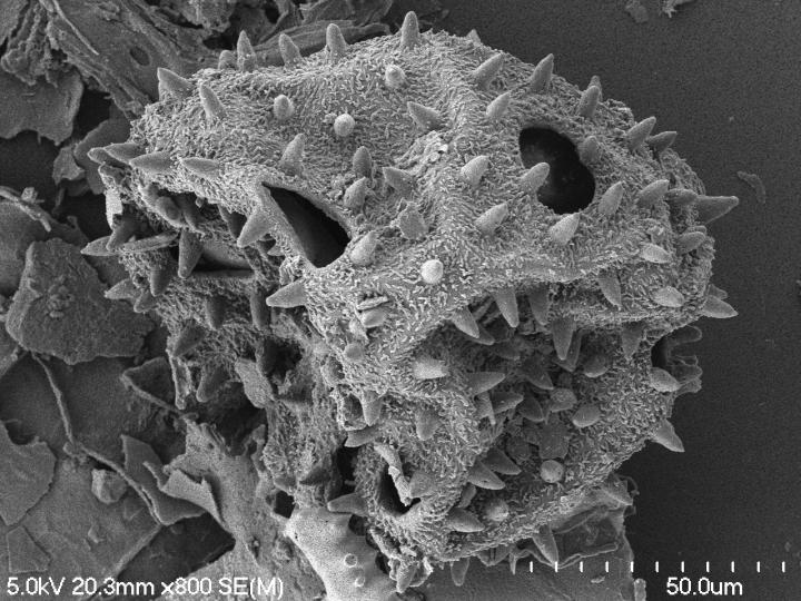Squash pollen [IMAGE] | EurekAlert! Science News Releases