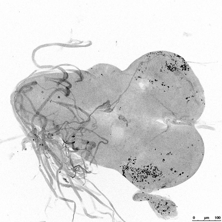 Rescued Hybrid Male Fruit Fly [IMAGE] | EurekAlert! Science News Releases