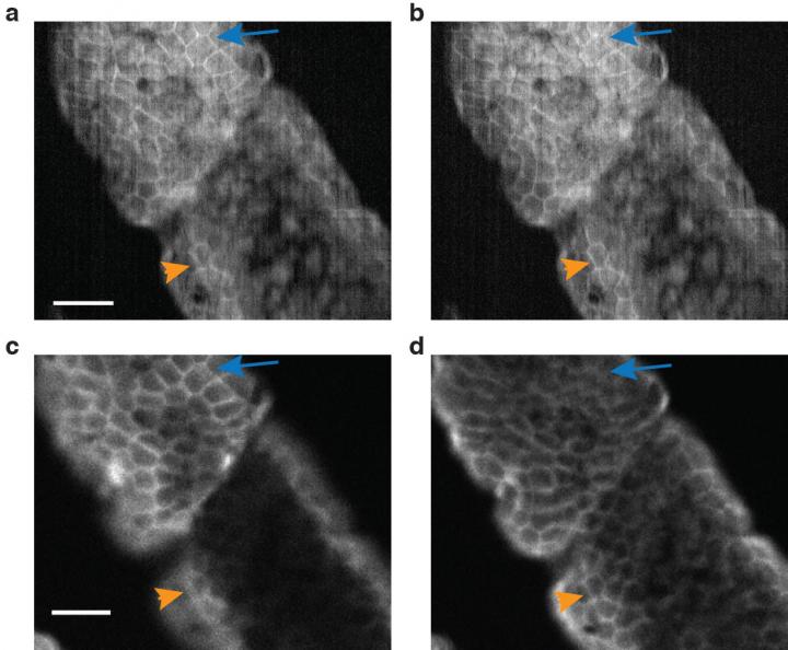 Mouse Intestine [IMAGE] | EurekAlert! Science News Releases
