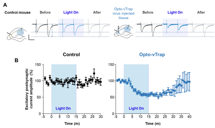 Activation of Opto-vTrap inhib [IMAGE] | EurekAlert! Science News Releases
