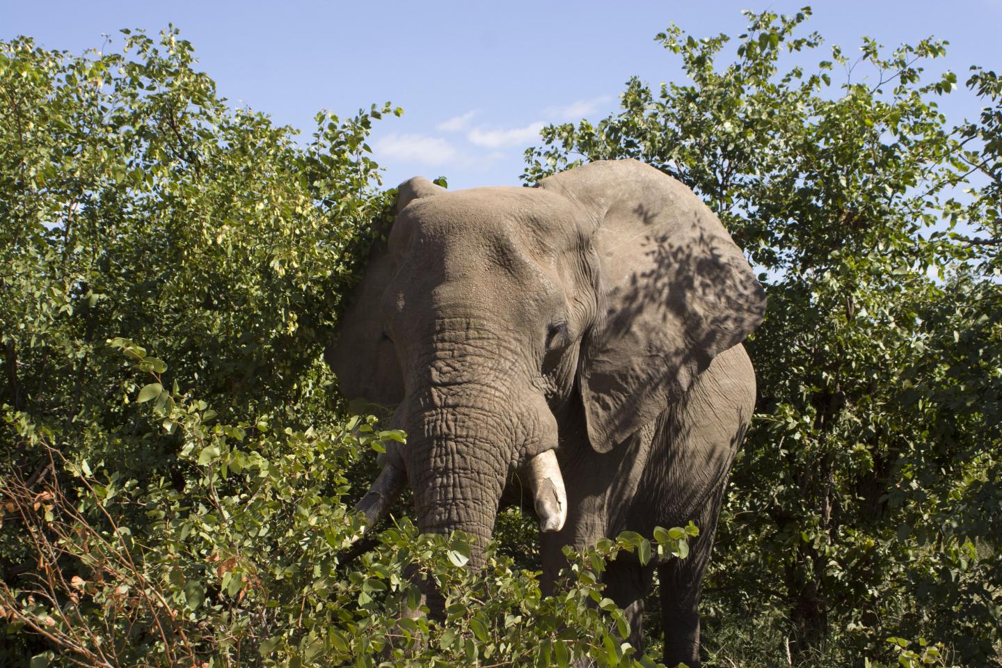 Hunting By Humans Significantl [IMAGE] | EurekAlert! Science News Releases