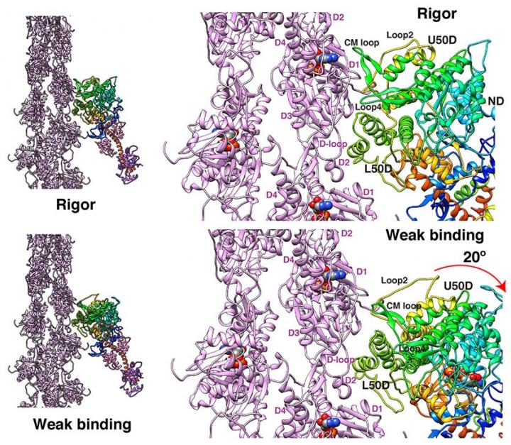 Structures [IMAGE] | EurekAlert! Science News Releases