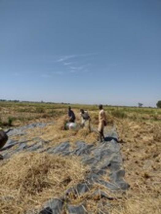 African rice growers [IMAGE] | EurekAlert! Science News Releases