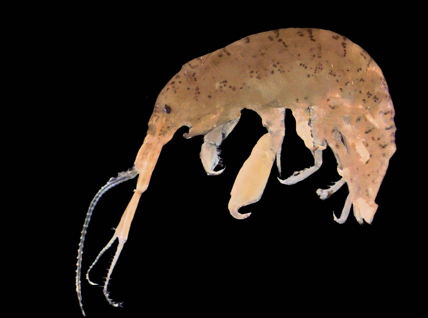 Male Amphipod with Big Claw [IMAGE] | EurekAlert! Science News Releases