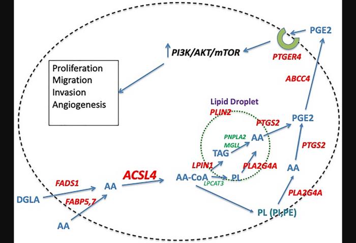 ACSL4: Biomarker, mediator and target in quad | EurekAlert!