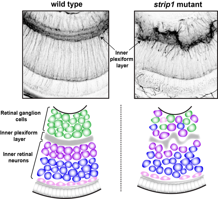 Normal inner plexiform layer v [IMAGE] | EurekAlert! Science News Releases