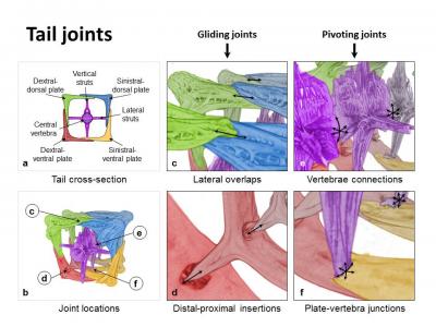 Seahorse Tail Joints [IMAGE] | EurekAlert! Science News Releases
