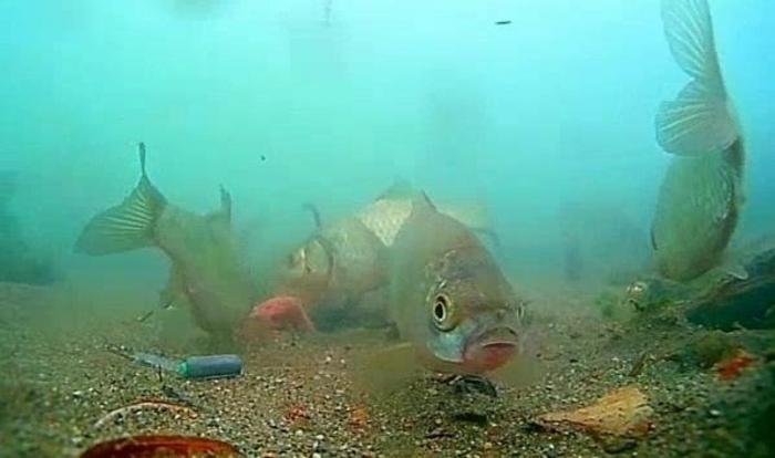 Multi-scale feature modulation network introd | EurekAlert!