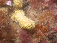USF scientists discover Antarctic sponge extr | EurekAlert!