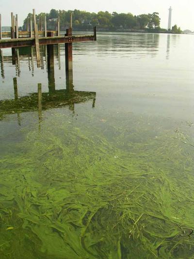 Lake Erie Algae [IMAGE] | EurekAlert! Science News Releases