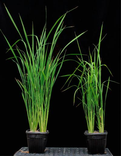 Xax1 Rice Mutant [IMAGE] | EurekAlert! Science News Releases