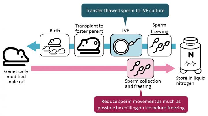Offspring Production System fr [IMAGE] | EurekAlert! Science News Releases