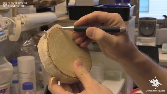 How trees and turnips grow fatter | EurekAlert!