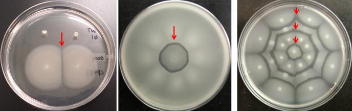 Demarcation Lines (Shown by Re [IMAGE] | EurekAlert! Science News Releases