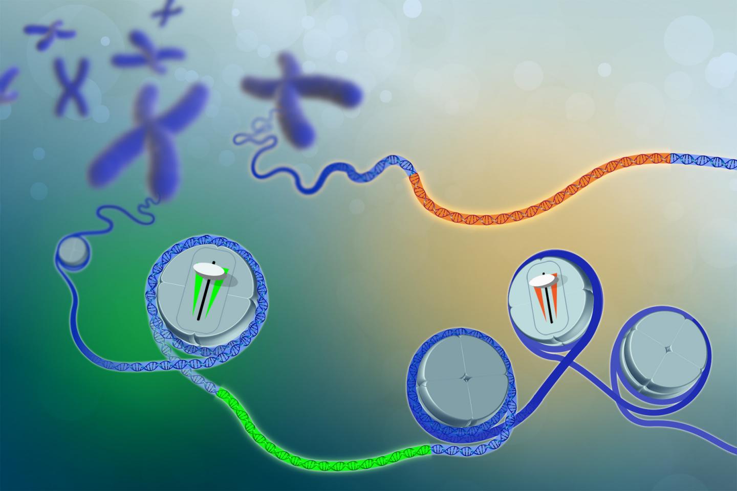 Quantitative Trait Loci Eqtl [image] Eurekalert Science News Releases