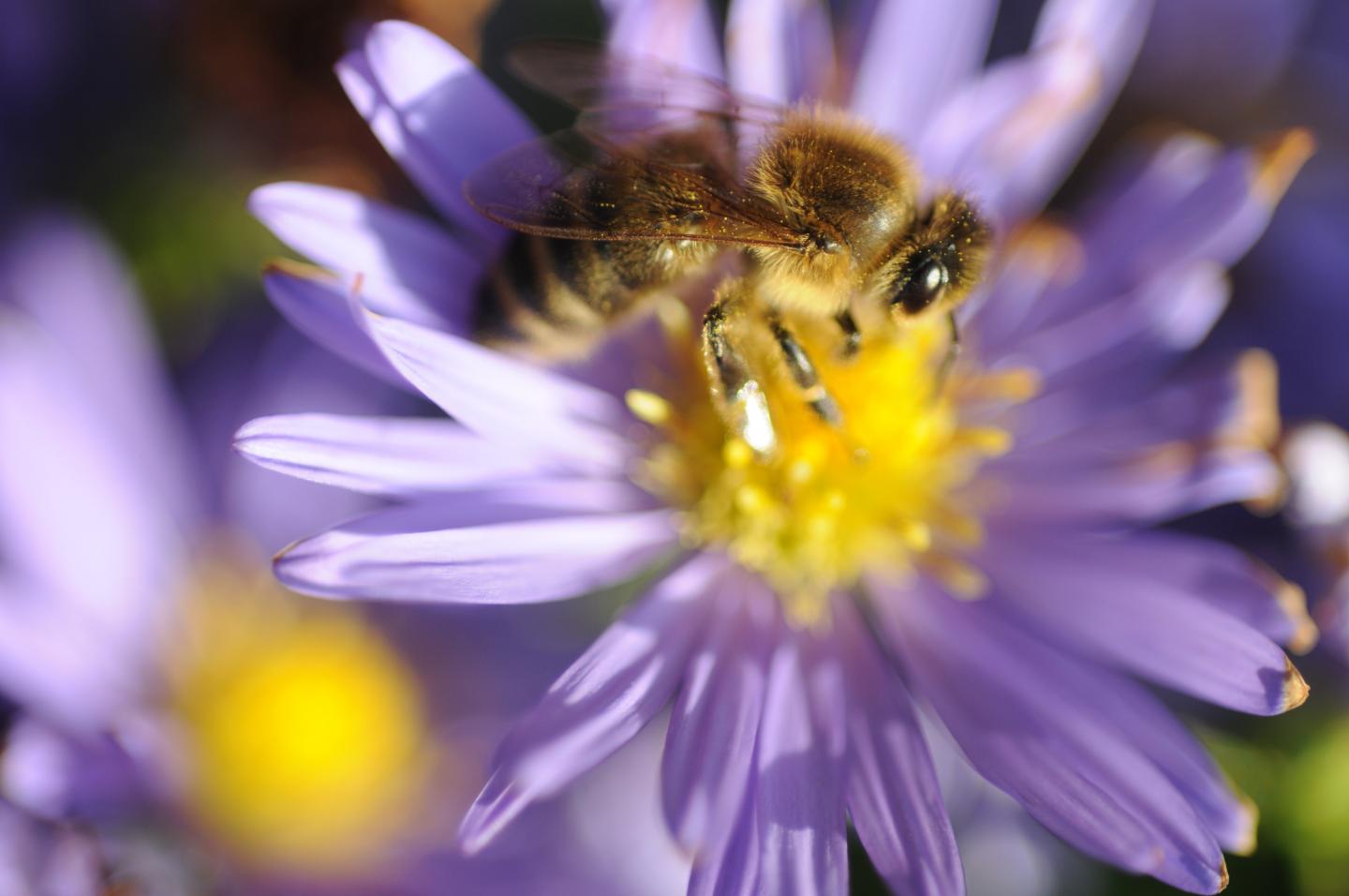 Forager Honeybee [IMAGE] | EurekAlert! Science News Releases