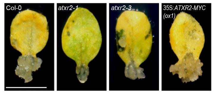 Resilient Plants Alter Their 'Identities,' to | EurekAlert!