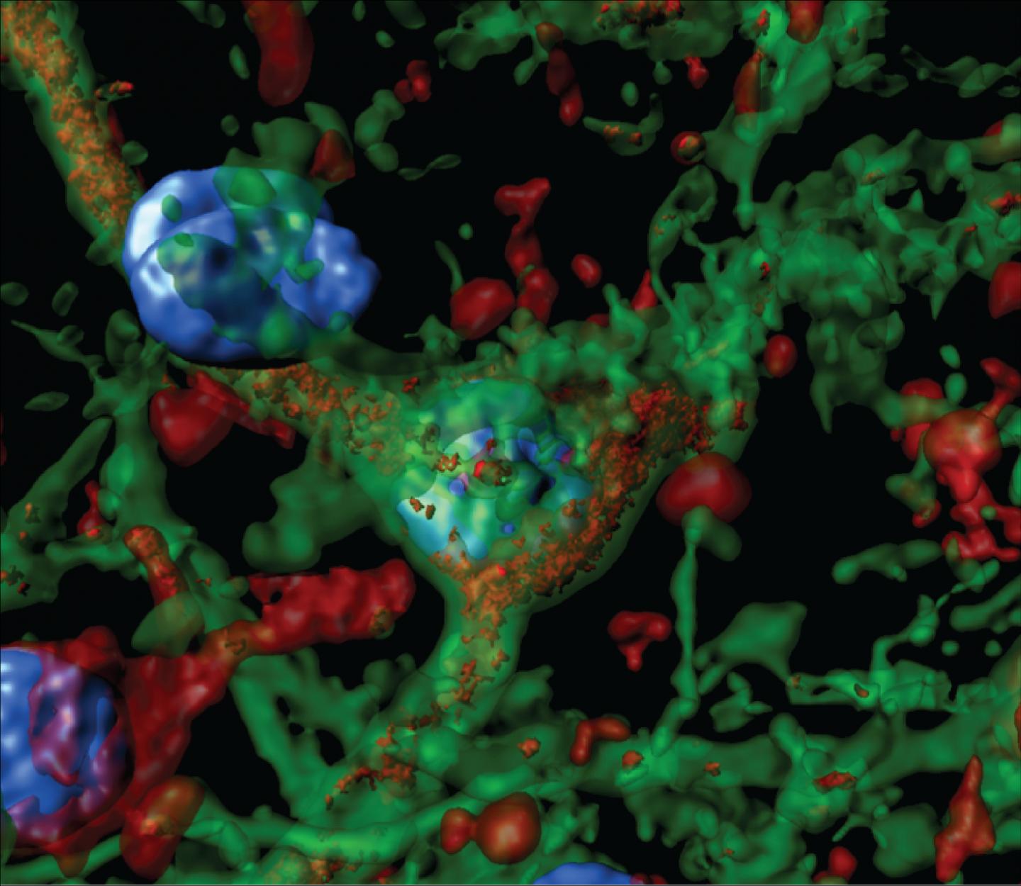 Three-Dimensional Reconstructi [IMAGE] | EurekAlert! Science News Releases