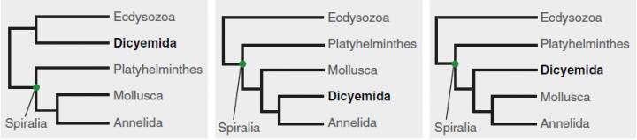 Various Classifications of Dic [IMAGE] | EurekAlert! Science News Releases