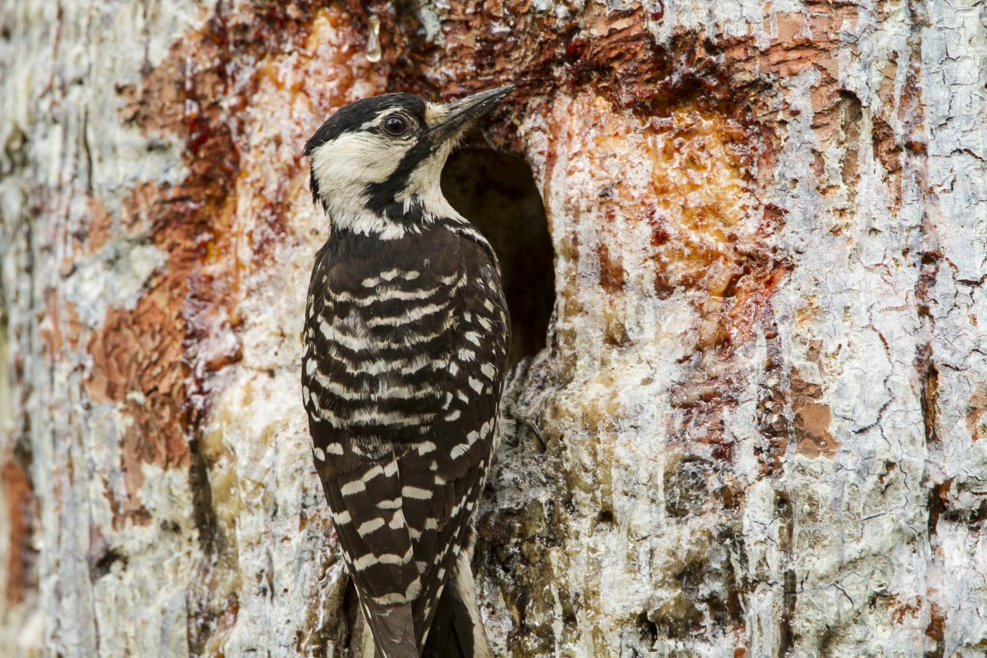 Red-cockaded Woodpecker [IMAGE] | EurekAlert! Science News Releases