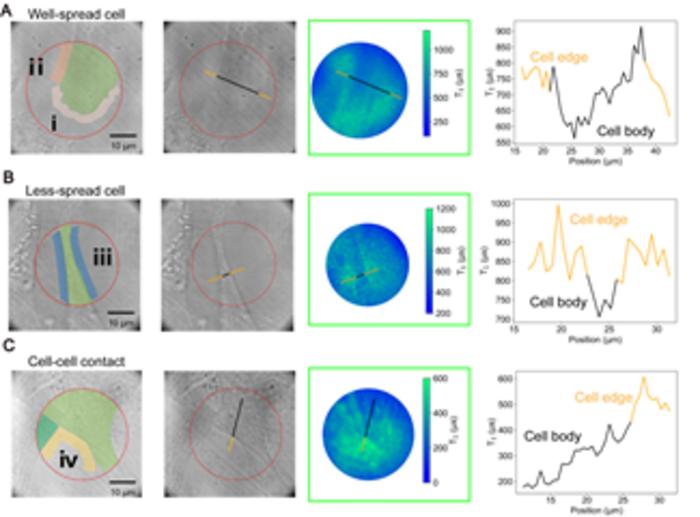 Figure 2 [IMAGE] | EurekAlert! Science News Releases