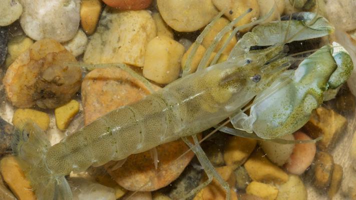 Snapping Shrimp [IMAGE] | EurekAlert! Science News Releases