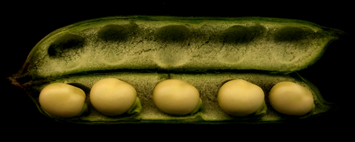 The giant faba bean genome decoded | EurekAlert!