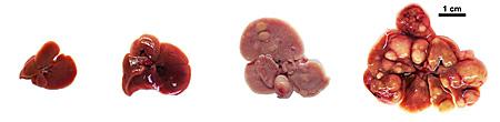 Mouse Livers [IMAGE] | EurekAlert! Science News Releases